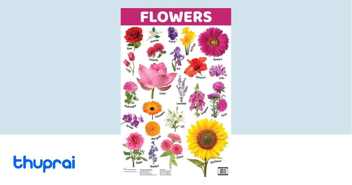 Buy Flowers : Charts in Nepal | Thuprai