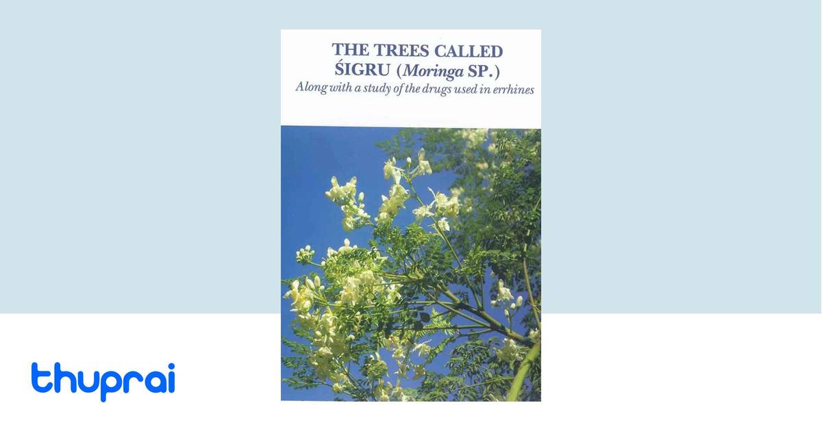 Buy The Trees Called Sigru (Moringa Sp.) in Nepal | Thuprai