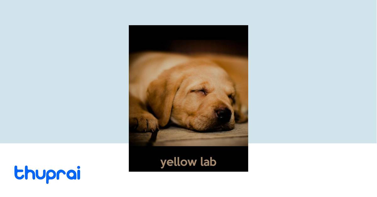 Buy Yellow Lab in Nepal | Thuprai