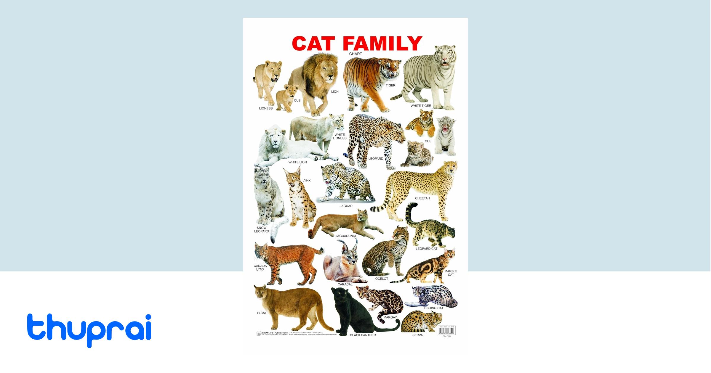 Buy Cat Family Chart in Nepal | Thuprai