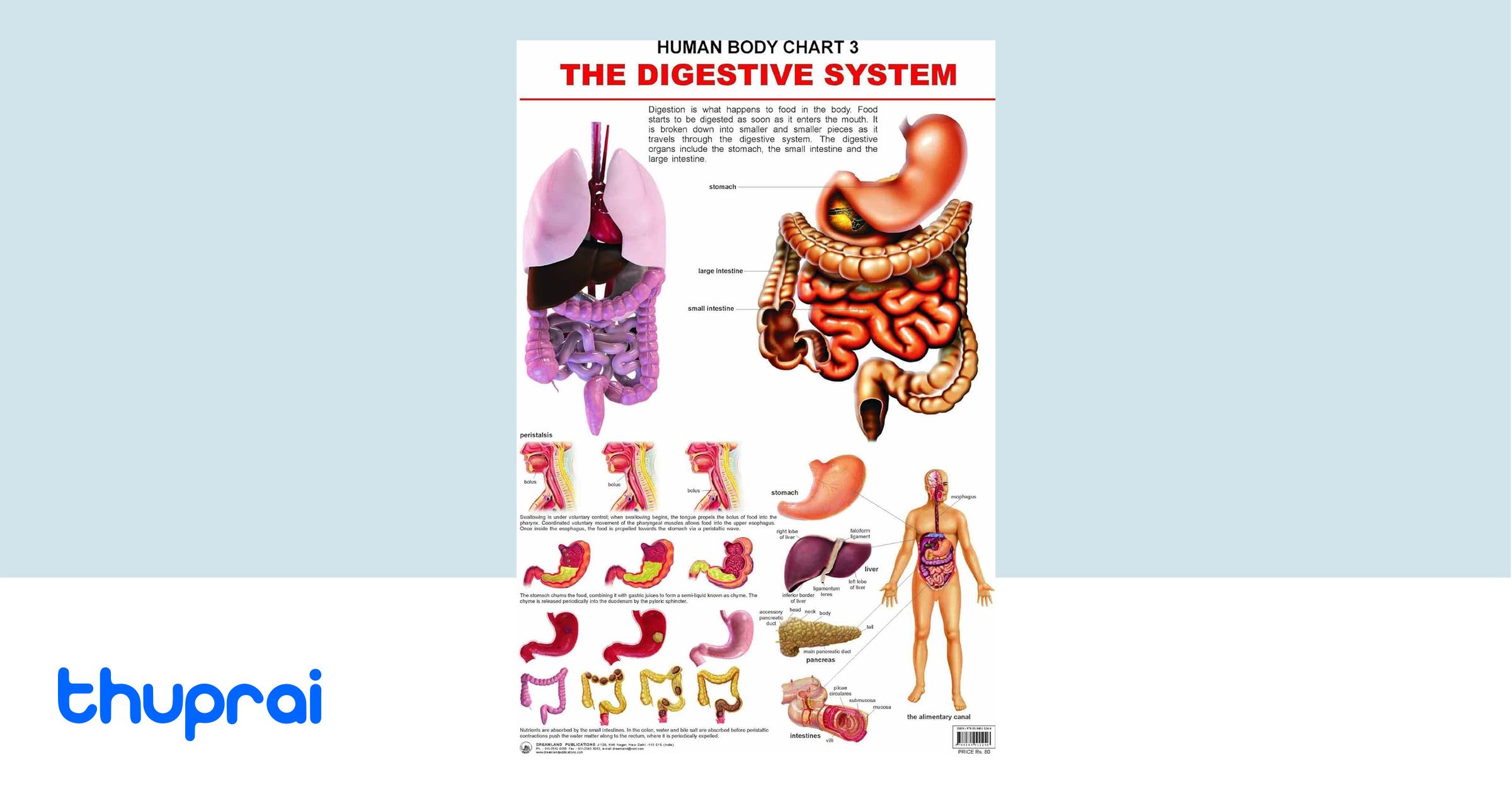 Buy The Digestive System (chart). in Nepal | Thuprai