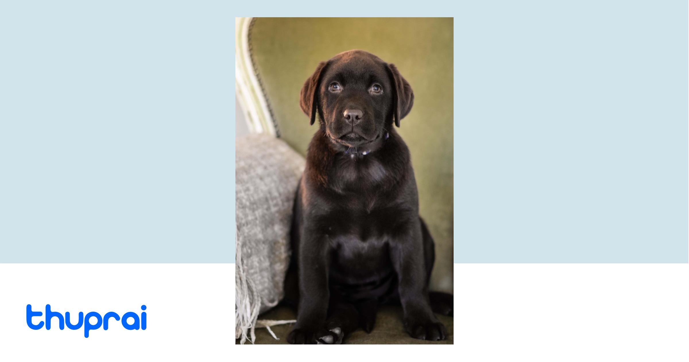 Buy The Labrador Retriever Puppy Dog Journal in Nepal | Thuprai