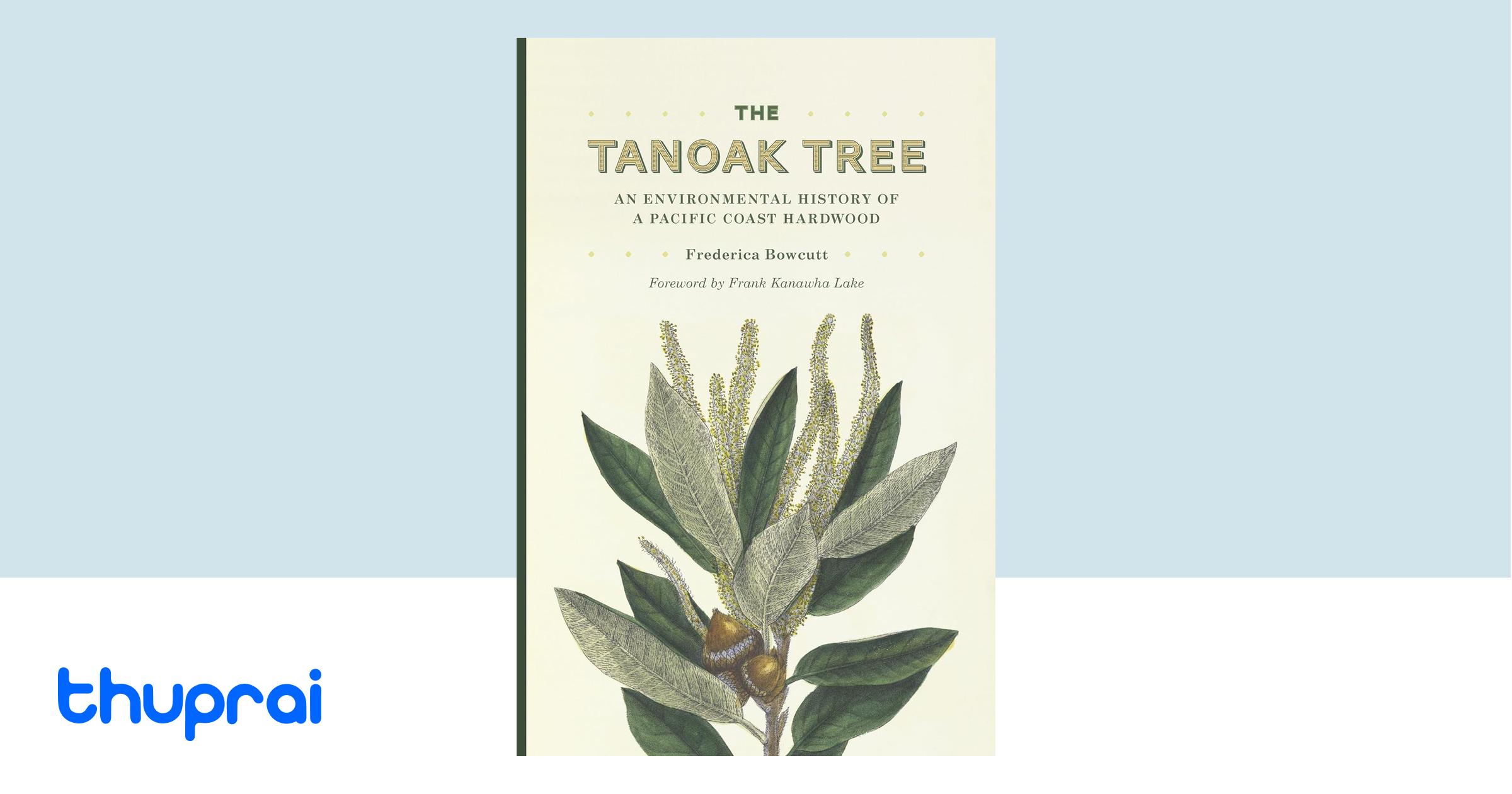 Buy The Tanoak Tree in Nepal | Thuprai